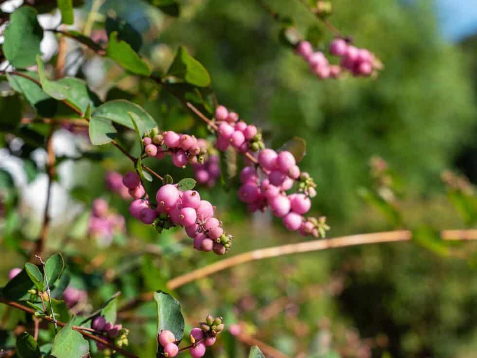 How to Create Beauty In the Colorado Winter Garden | Online Landscape ...
