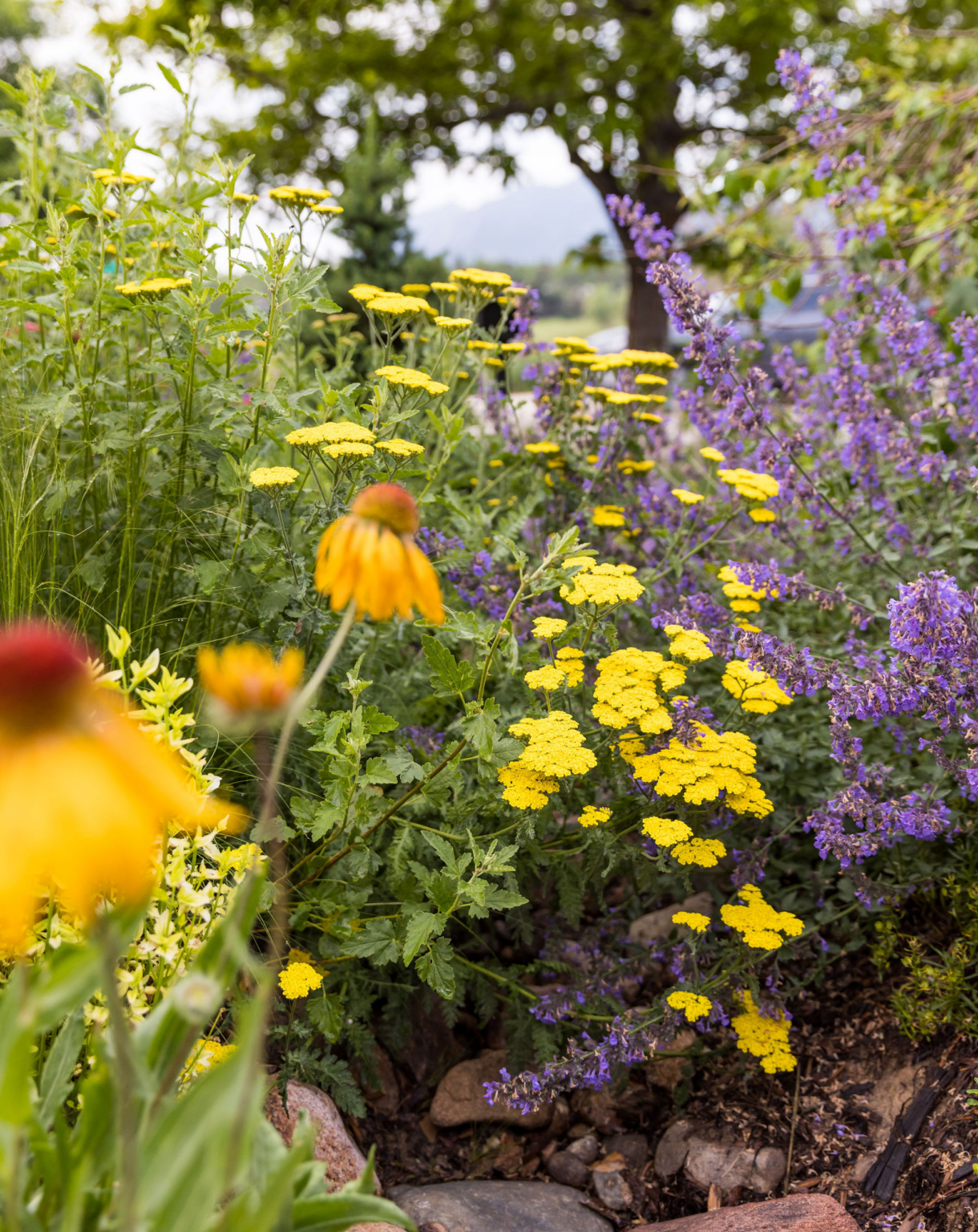 Online Landscape Designs | Designing water-wise landscapes for Colorado ...